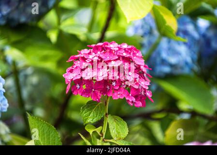 Beautiful purple,blue and res color Hydrangea macrophylla serrsta ...