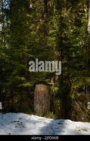 Nature in the middle of spring in the taiga forest on a sunny day Stock ...