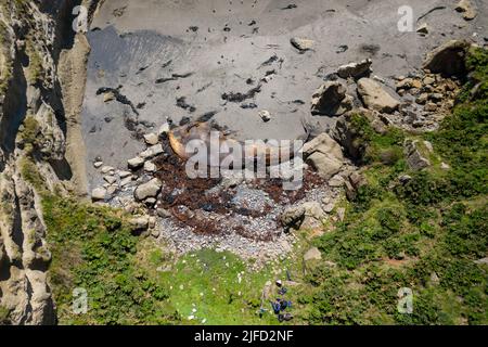 aerial photo of a dead and decomposing blue whale off the coast of ...