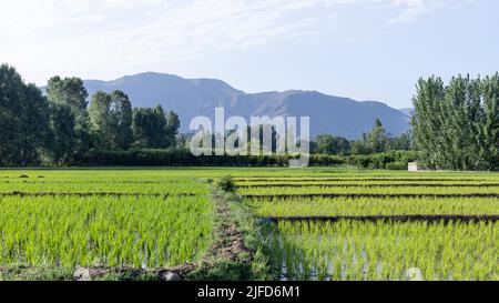 The beautiful rice fields in Pakistan Stock Photo - Alamy