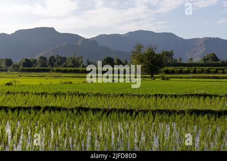 Cereal cultivation in the Swat Valley of Pakistan, 1978 Stock Photo - Alamy