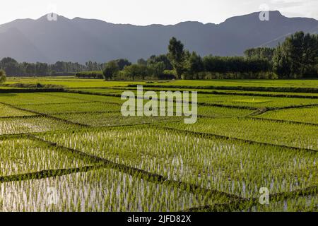 Cereal cultivation in the Swat Valley of Pakistan, 1978 Stock Photo - Alamy