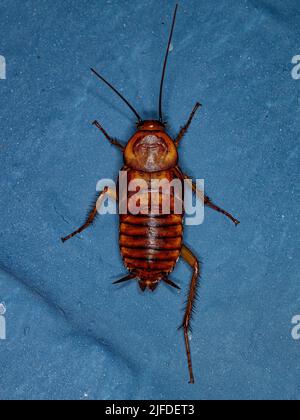 American Cockroach Nymph of the species Periplaneta americana Stock ...