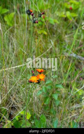 fox and cubs in flower Stock Photo - Alamy