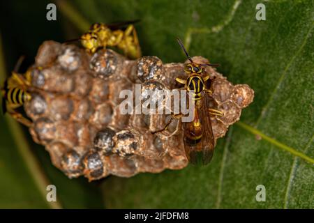 Adult Long-waisted Paper Wasps of the Genus Mischocyttarus Stock Photo ...