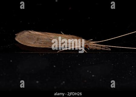 Adult Caddisfly Insect of the Genus Oecetis Stock Photo - Alamy