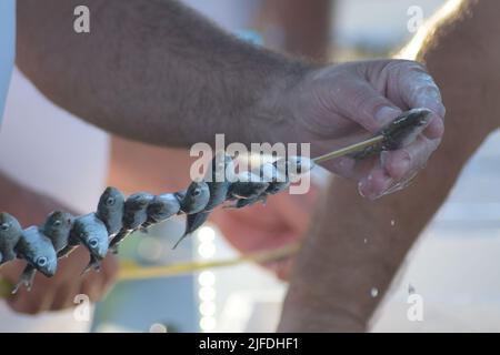 Espeteros skewering sardines espeto. Sardines espetos, typical spanish ...