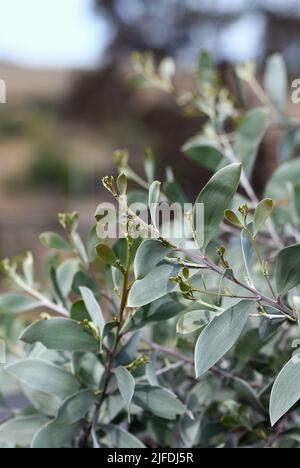 Silver and gold foliage of the Australian native Myall wattle Acacia ...