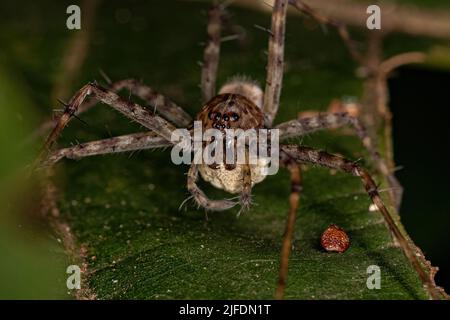 Adult Nursery Web Spider of the Genus Architis protecting your egg sac ...