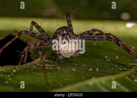 Adult Nursery Web Spider of the Genus Architis protecting your egg sac ...