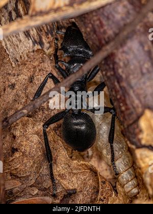 Adult Female Giant Turtle Ant of the species Cephalotes atratus Stock ...