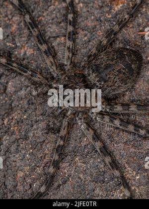 Adult Female Trechaleid Spider of the Family Trechaleidae Stock Photo ...
