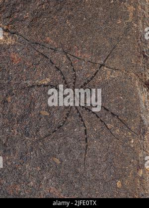 Adult Female Trechaleid Spider of the Family Trechaleid Stock Photo - Alamy