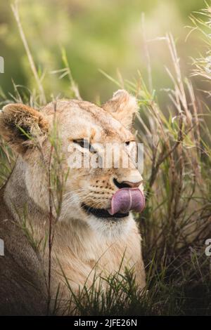 A mighty lion in a field in wilderness Stock Photo - Alamy