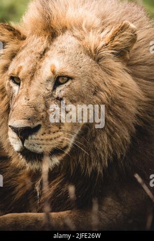A mighty lion in a field in wilderness Stock Photo - Alamy