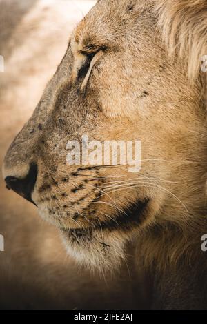 A mighty lion in a field in wilderness Stock Photo - Alamy