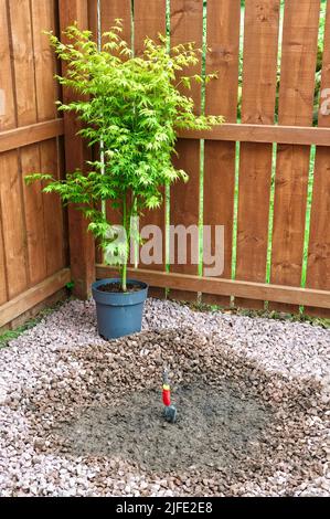 Maple tree during planting sequence in house garden Stock Photo - Alamy