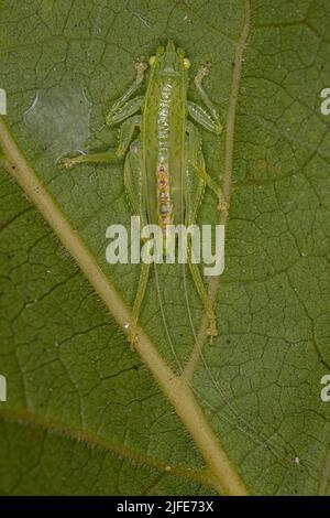 Common Conehead Nymph of the Tribe Copiphorini Stock Photo - Alamy