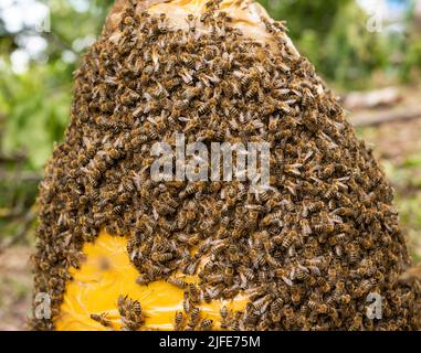 Bee swarm caught on traditional way. Thousands of bees on box Stock ...