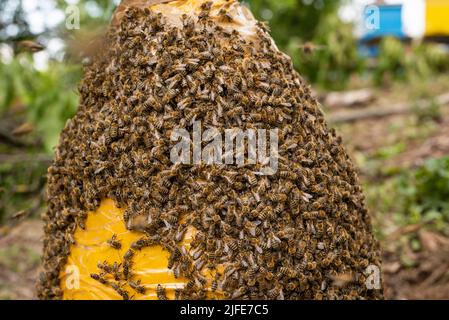 Bee swarm caught on traditional way. Thousands of bees on box Stock ...
