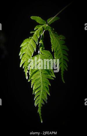 illuminated fern in a cave on madeira island, Europe Stock Photo - Alamy
