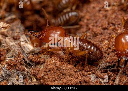 Adult Jawsnouted Termite of the species Syntermes molestus Stock Photo ...