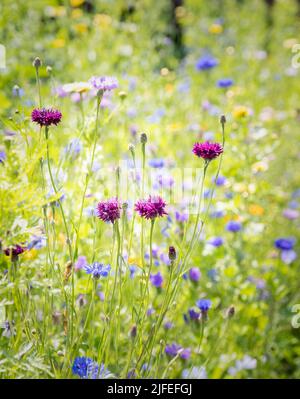 Beautiful flowers in an English park in Oxford Stock Photo - Alamy
