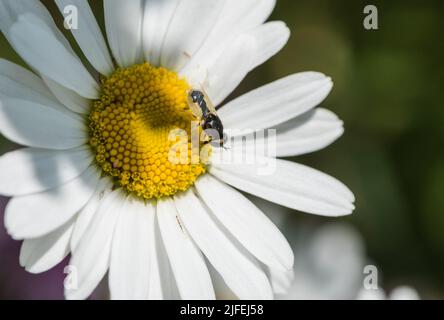 Foraging Fen Snout (Nemotelus pantherinus Stock Photo - Alamy