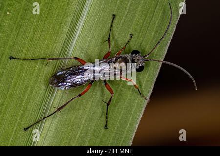 Adult Spider Wasp of the Family Pompilidae Stock Photo - Alamy