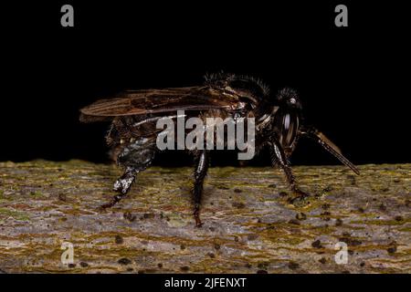 Adult Stingless Bee of the Genus Partamona Stock Photo - Alamy