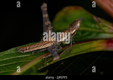 Monkey Grasshopper Nymph of the Family Eumastacidae Stock Photo - Alamy