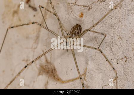 adult female Short-bodied Cellar Spider of the species Physocyclus ...