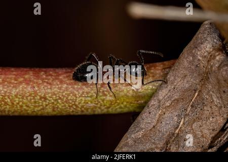 Adult Odorous Ant of the genus Dolichoderus Stock Photo - Alamy