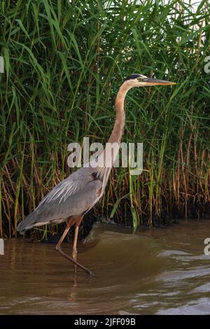 A great blue heron strides through the surf along the beach in Fairhope ...