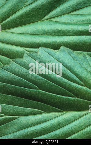 Close-up of two leaves Stock Photo - Alamy