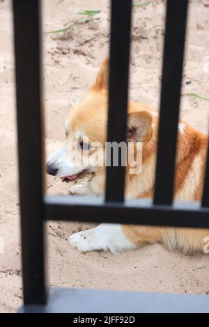Photo of a welsh corgi close-up in nature Stock Photo - Alamy