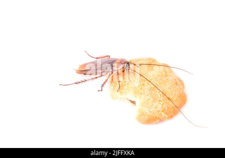 Cockroach eating a cookies on a white background Stock Photo - Alamy