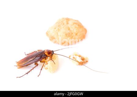 Cockroach eating a cookies on a white background Stock Photo - Alamy