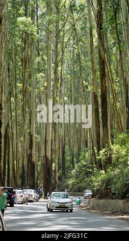 Eucalyptus tree plantation at Ooty, India Stock Photo - Alamy