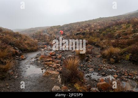 Hiking Tama Lakes track in thick fog, among golden and red tussocks ...