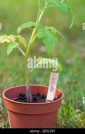 New growing branch of green home plant. Zamioculcas close up Stock ...