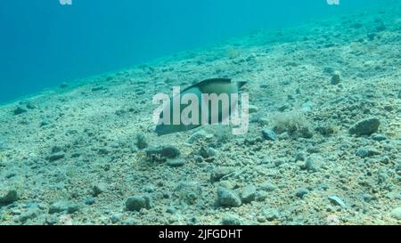 Cigar Wrasse (Cheilio inermis) swim above sandy bottom on blue water ...