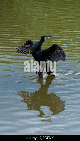 Single Portarit Black Gannet Water Sea Bird perced in middle of water ...