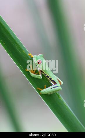 A vertical shot of a frog on green grass looking at the camera in the ...