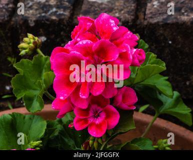 Geranium Pretty Little Pink Splash or Pelargonium Interspecific ...