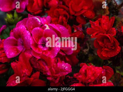 Geranium Pretty Little Pink Splash or Pelargonium Interspecific ...