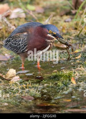 A vertical closeup shot of a green frog with its reflection on a dark ...