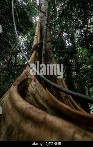 strangler fig (Ficus aurea), bark Stock Photo - Alamy