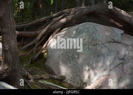 Pine tree roots growing around a large granite rock Stock Photo - Alamy