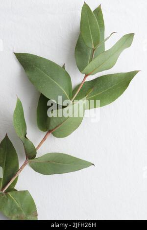 White background with eucaliptus branch top view Stock Photo - Alamy
